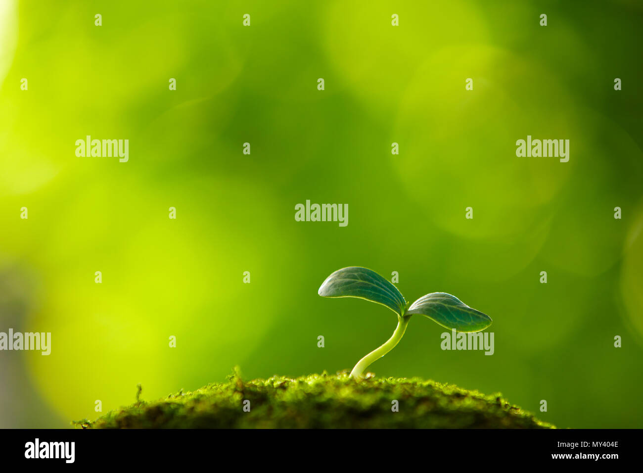Spring sprout hi-res stock photography and images - Alamy