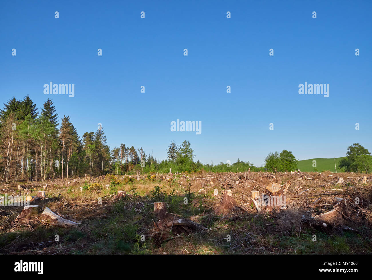 The Aftermath of Tree Felling Operations in the Montreathmont Forest in ...