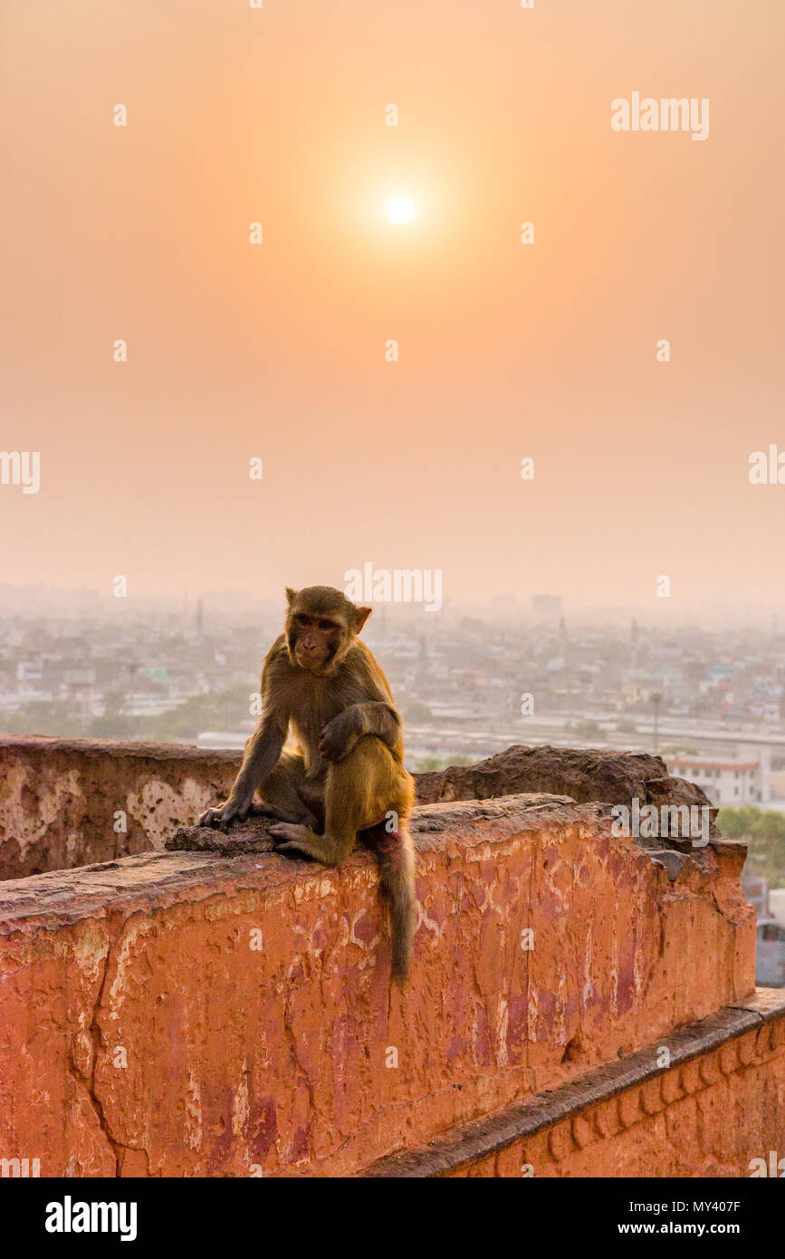 macaque monkey at Galta Ji Temple in Jaipur at sunset Stock Photo - Alamy