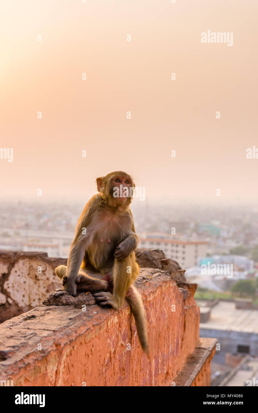 Monkey in hanuman temple hi-res stock photography and images - Alamy