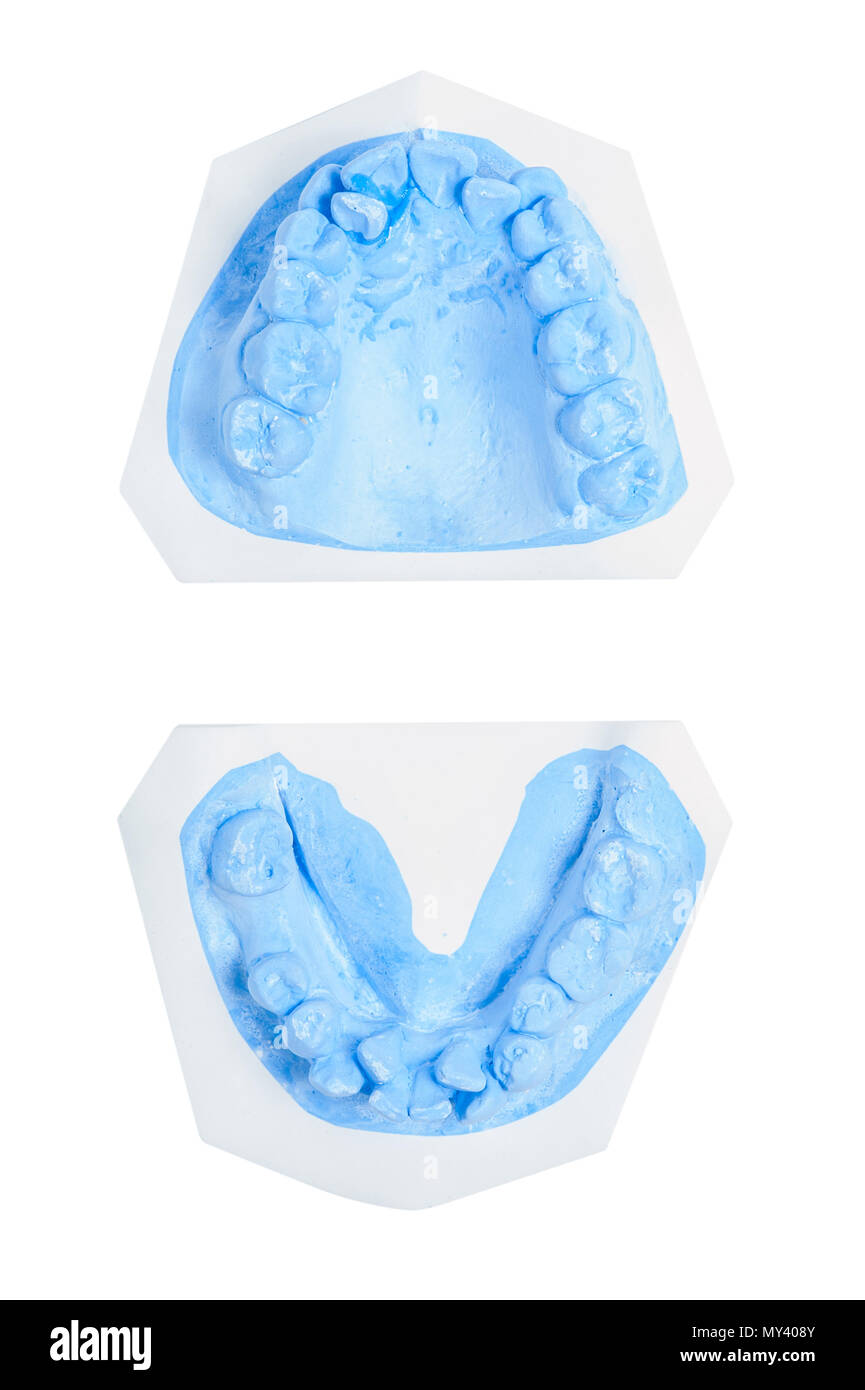 teeth moldel on isolated white background Stock Photo - Alamy