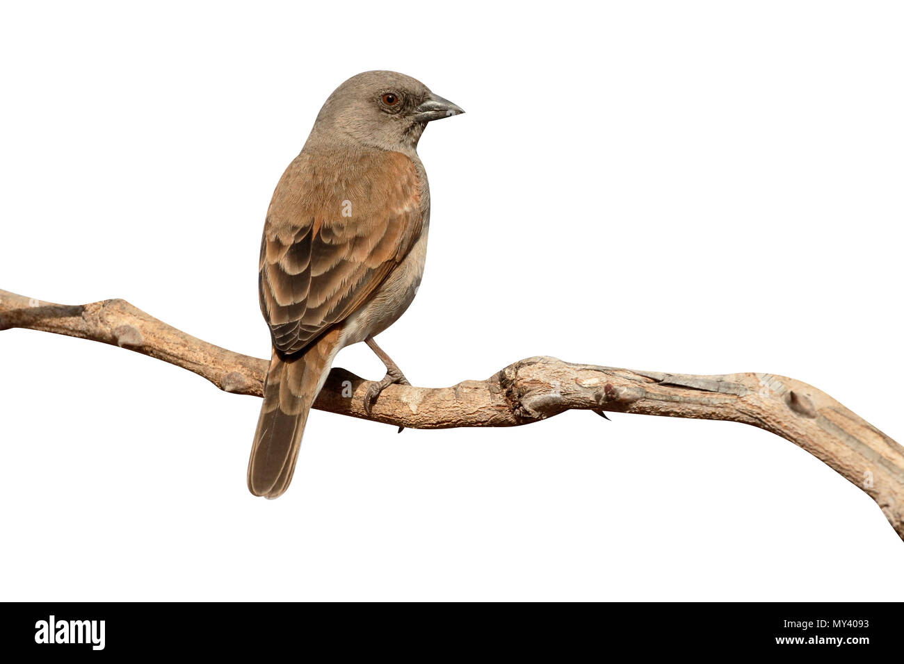 Grey Headed Sparrow Passer Griseus High Resolution Stock Photography ...