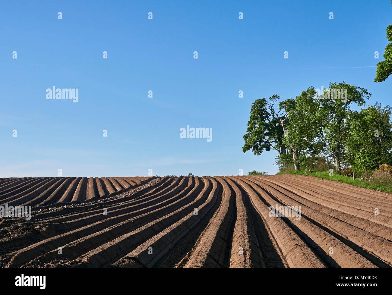 Ploughed Potato Furrows in a Scottish Field near the small Village of ...