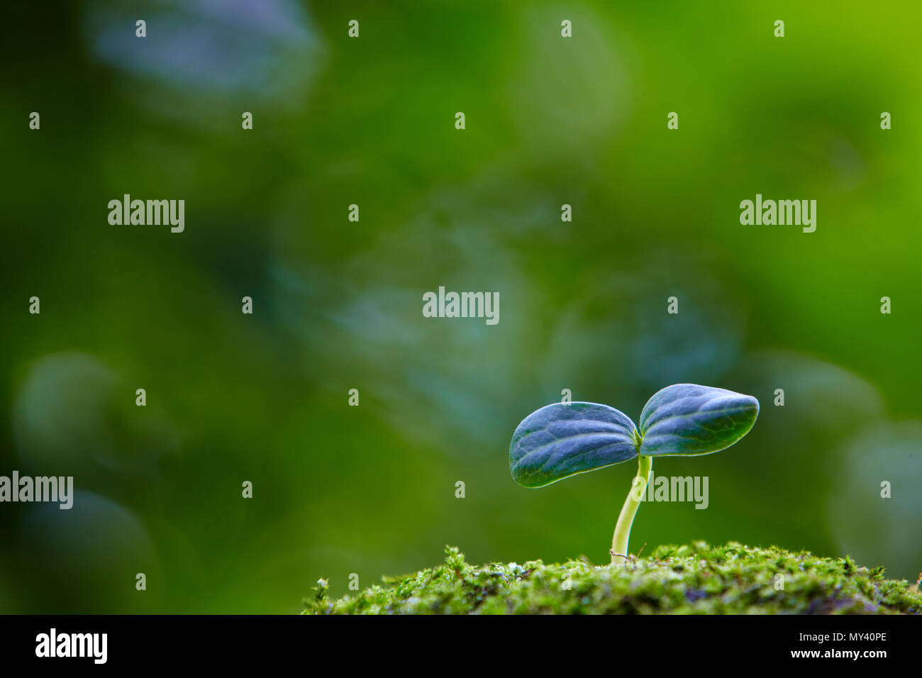 Bud sapling new growth hi-res stock photography and images - Alamy