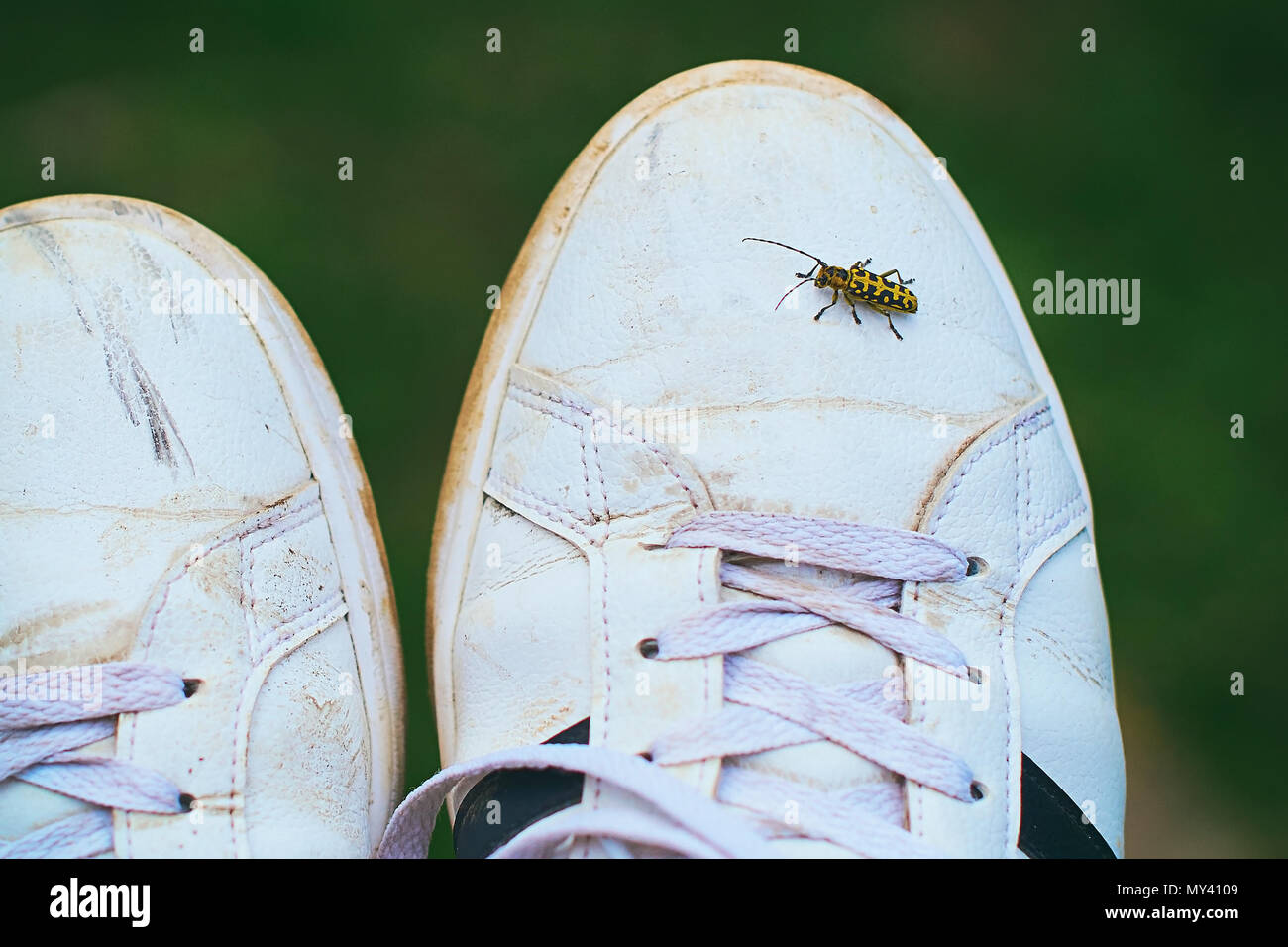 Rutpela maculata, the spotted longhorn beetle sitting on a human foot ...