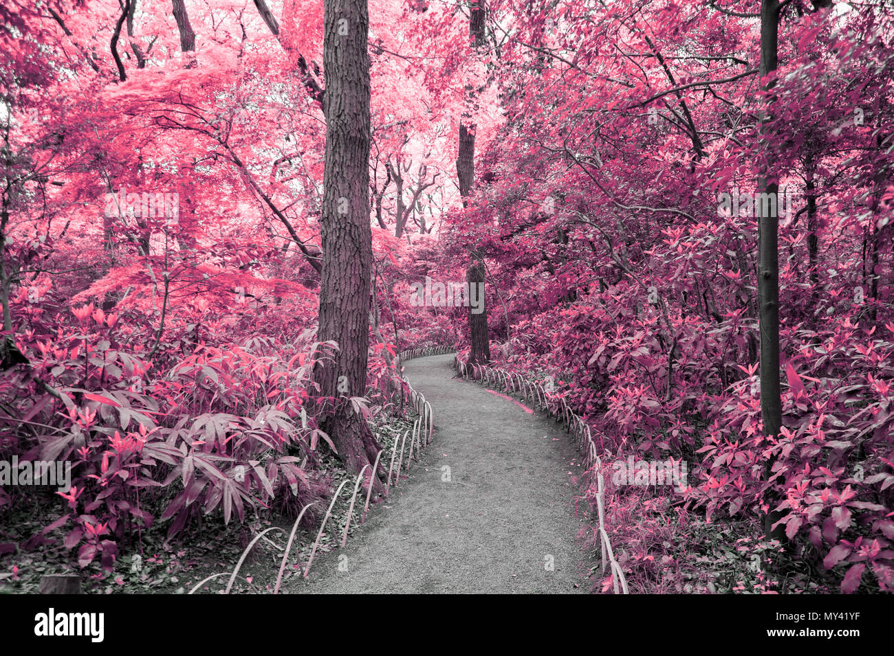 Fantasy Scene of red forest with walking path Stock Photo - Alamy