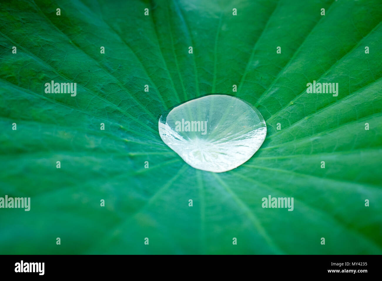 Water drop on lotus leaf Stock Photo - Alamy