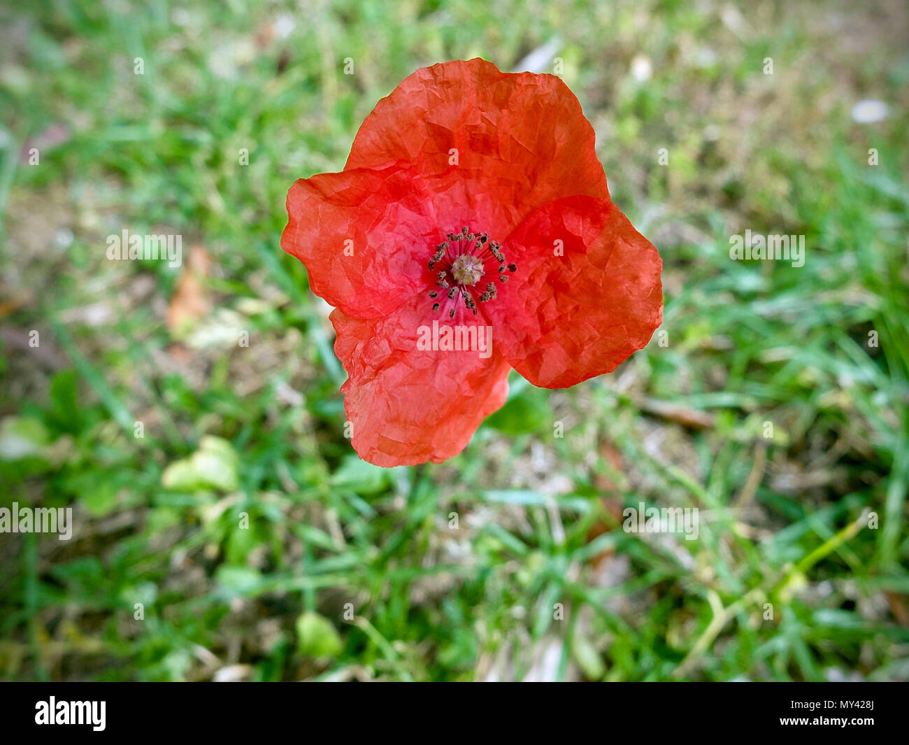 Red poppy remembrance hi-res stock photography and images - Alamy