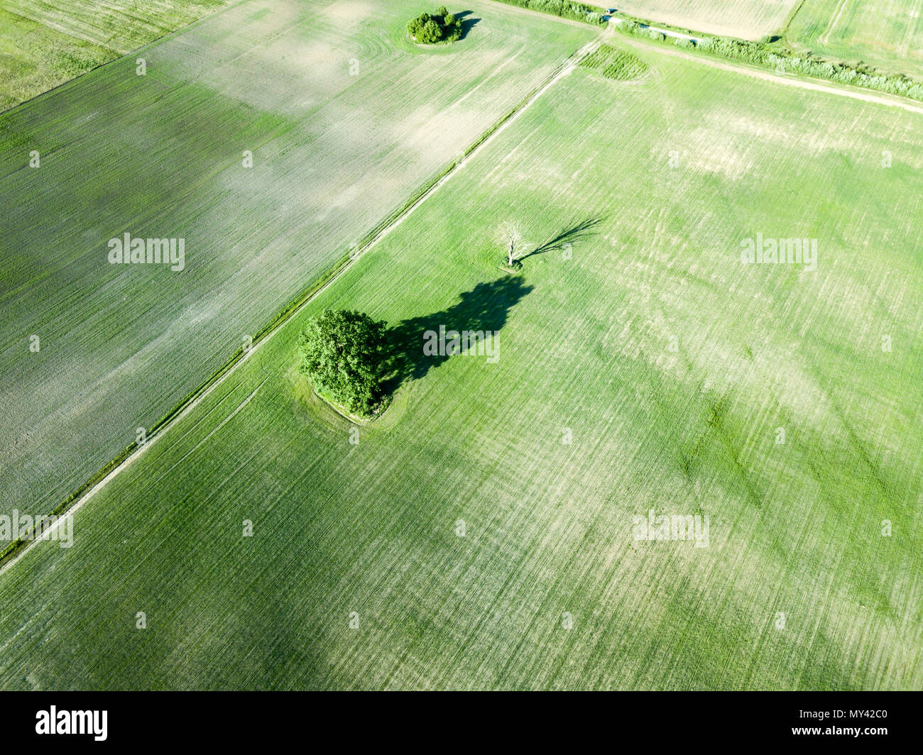 drone image. aerial view of empty cultivated fields with lonely tree in ...