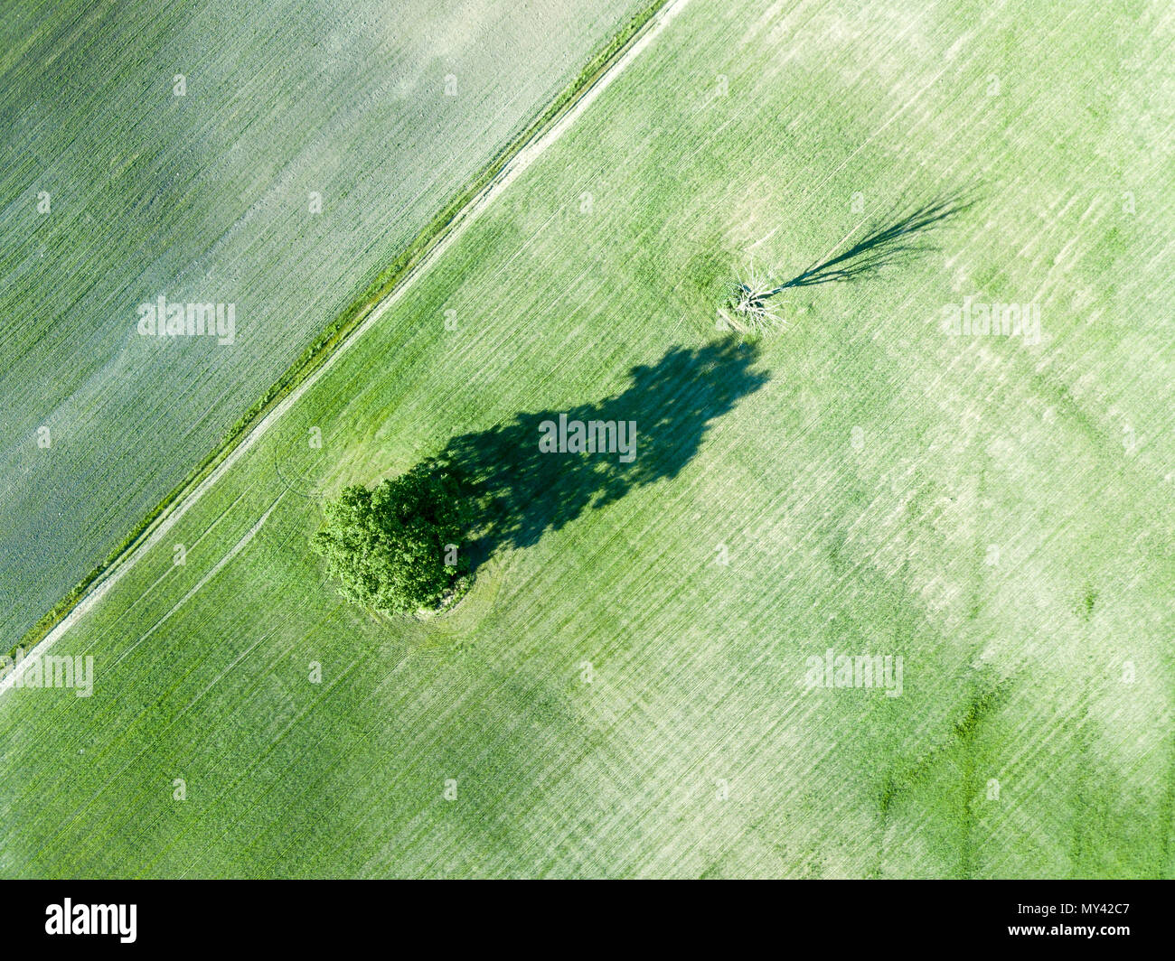 drone image. aerial view of empty cultivated fields with lonely tree in ...