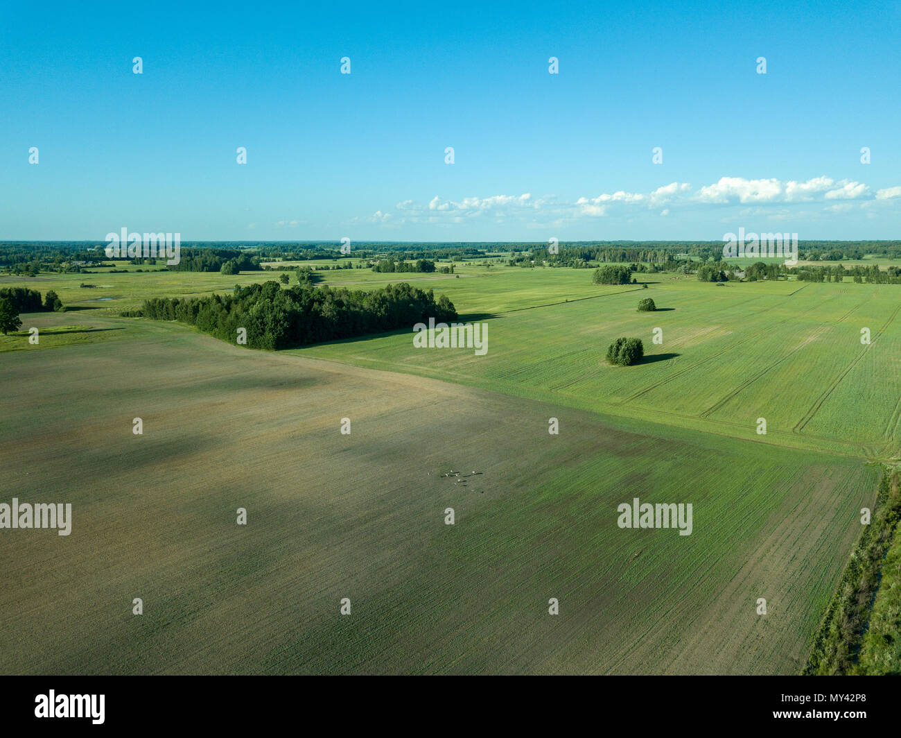drone image. aerial view of empty cultivated fields spring day. latvia ...
