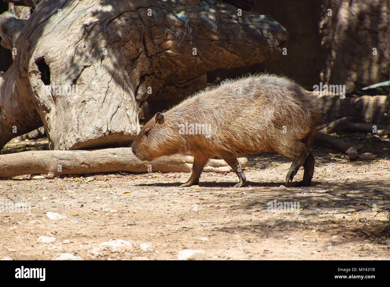 Capibara argentina hi-res stock photography and images - Alamy