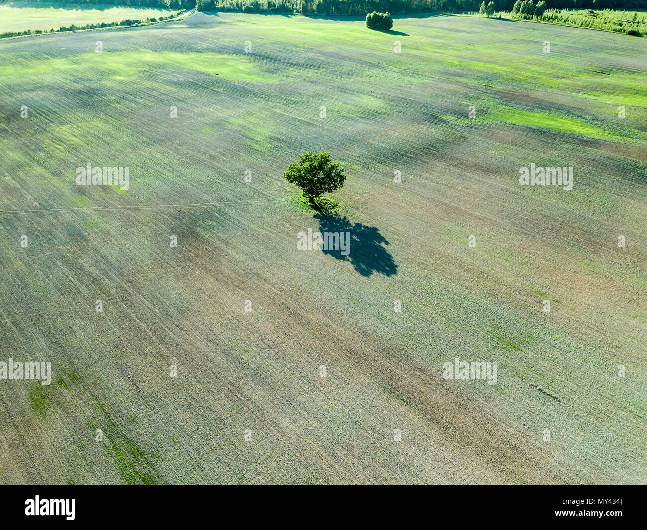 drone image. aerial view of empty cultivated fields with lonely tree in ...
