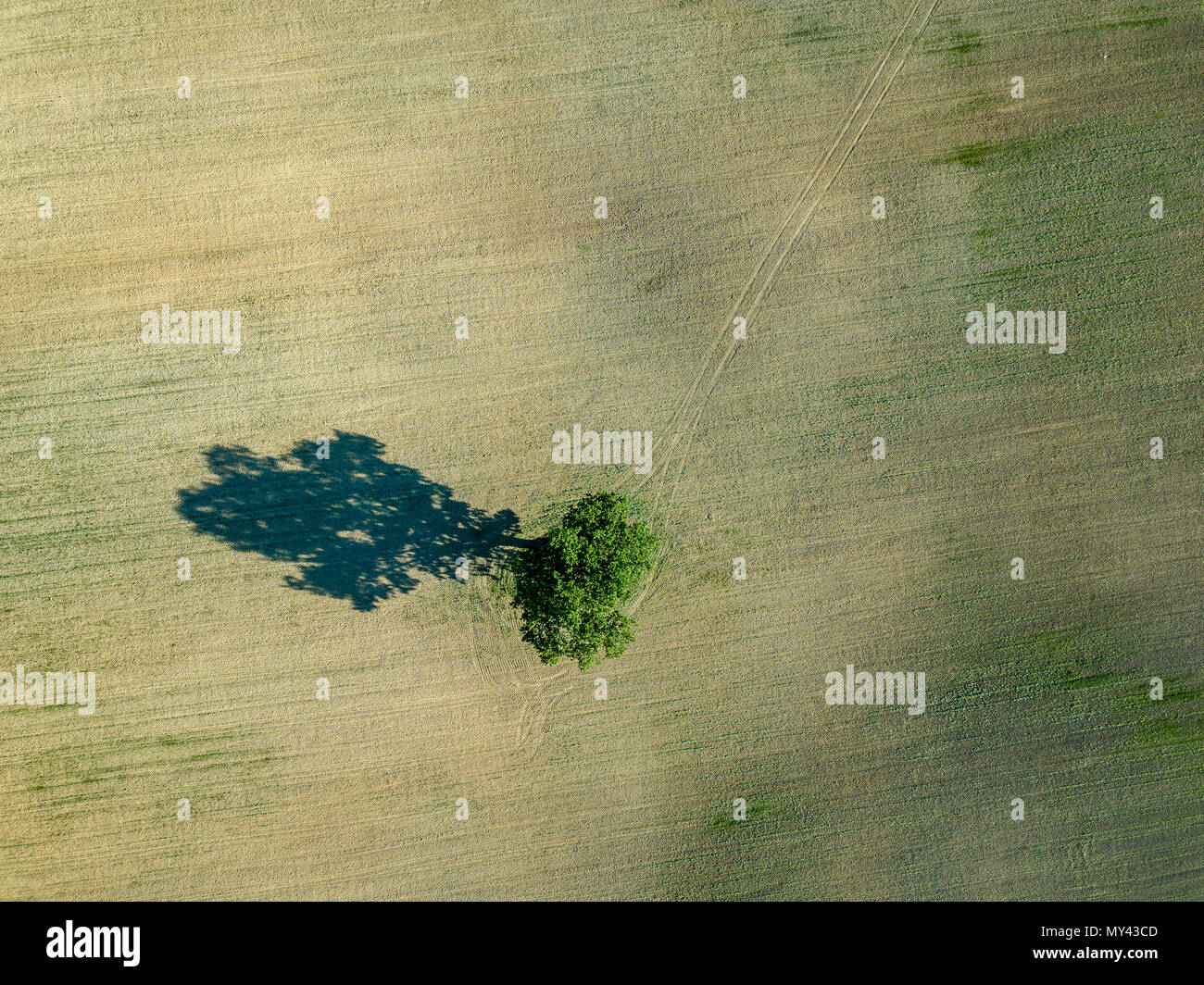 drone image. aerial view of empty cultivated fields with lonely tree in ...