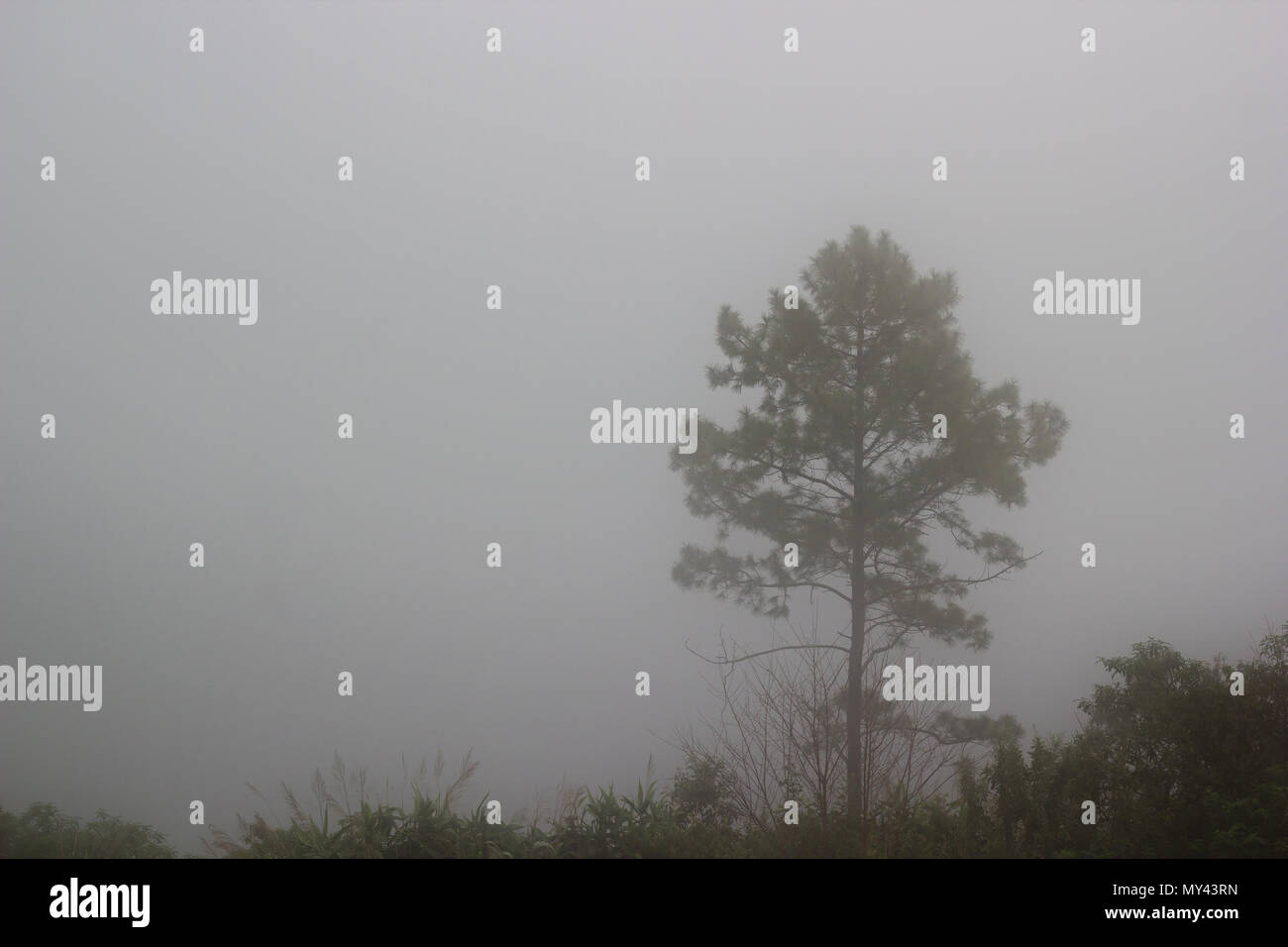 Foggy night tree silhouette hi-res stock photography and images - Alamy