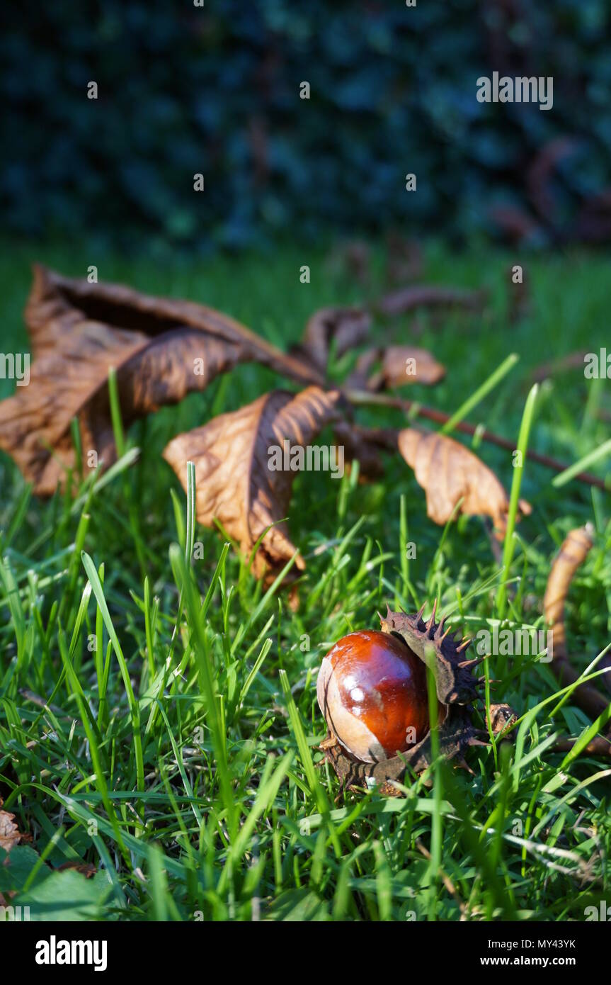 Chestnut in the sun hi-res stock photography and images - Alamy