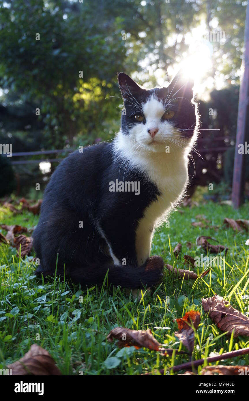 Sitting sun black cat hi-res stock photography and images - Alamy