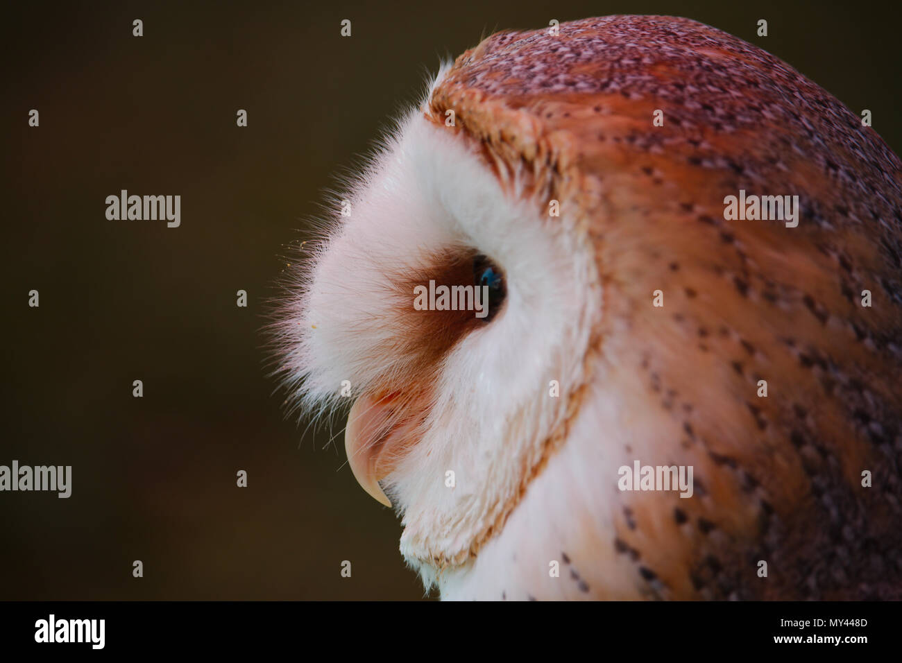 Hooked beak hi-res stock photography and images - Alamy