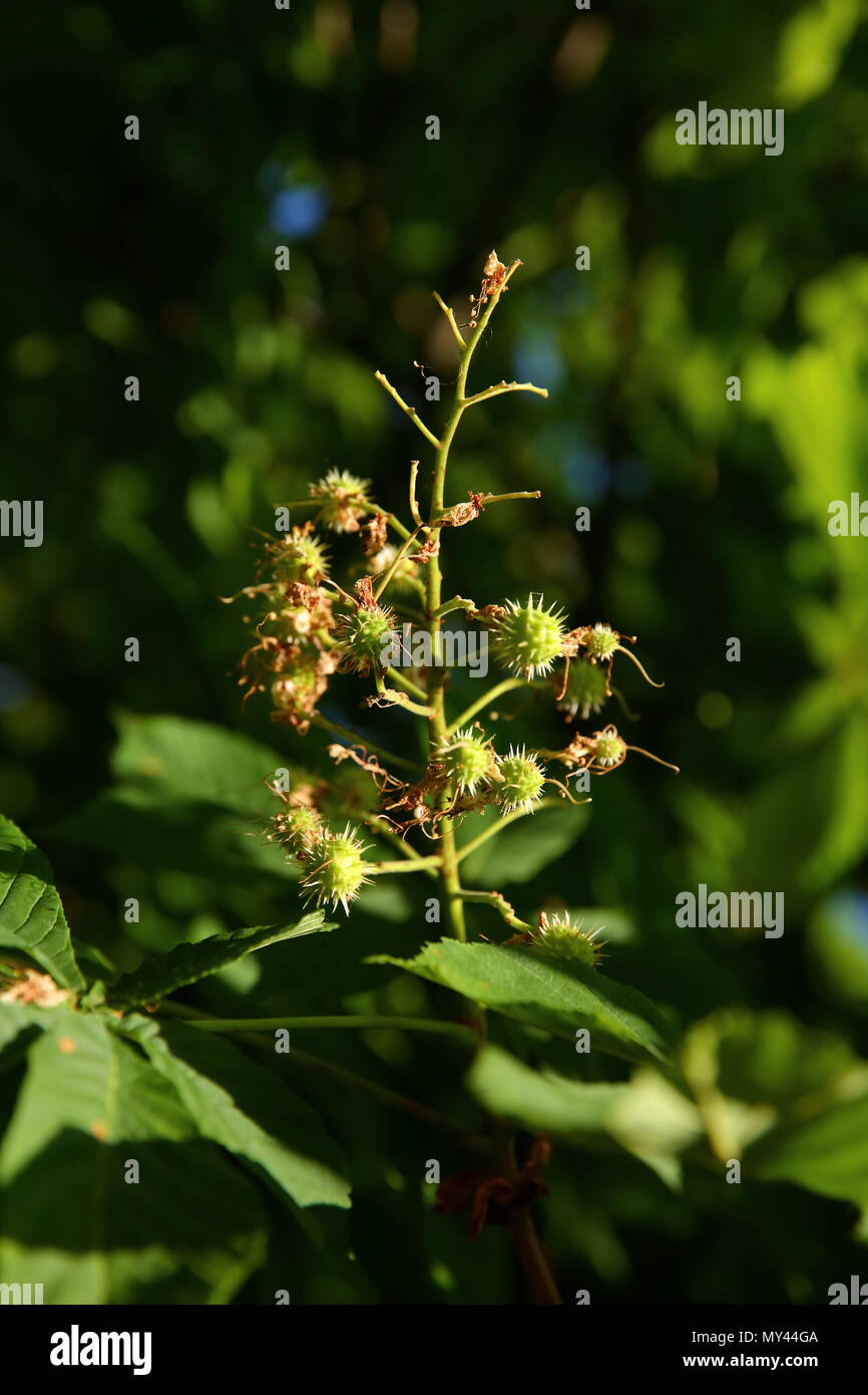 Chestnut is a deciduous tree with interesting leaves in the shape of a ...