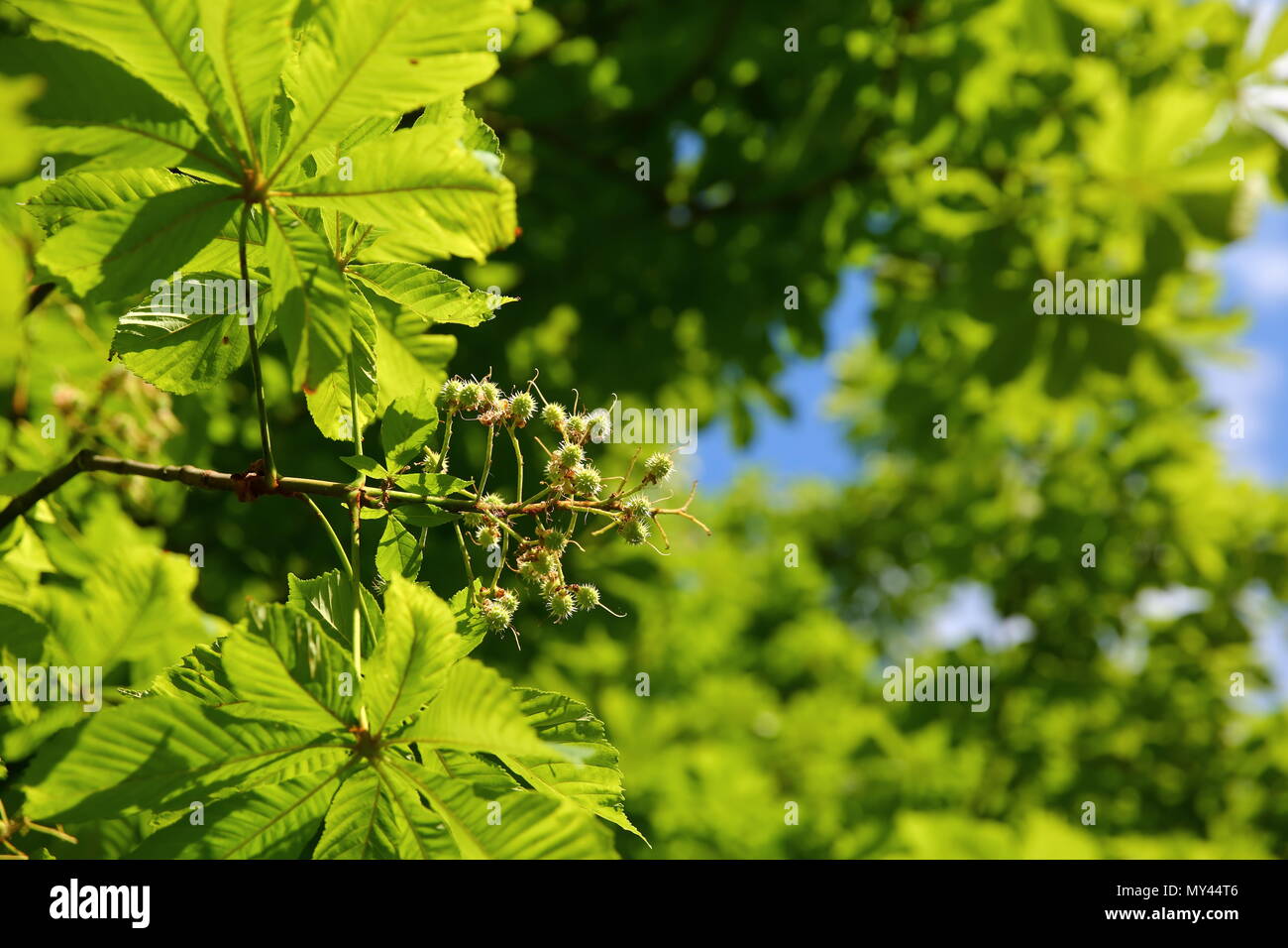 Chestnut is a deciduous tree with interesting leaves in the shape of a ...