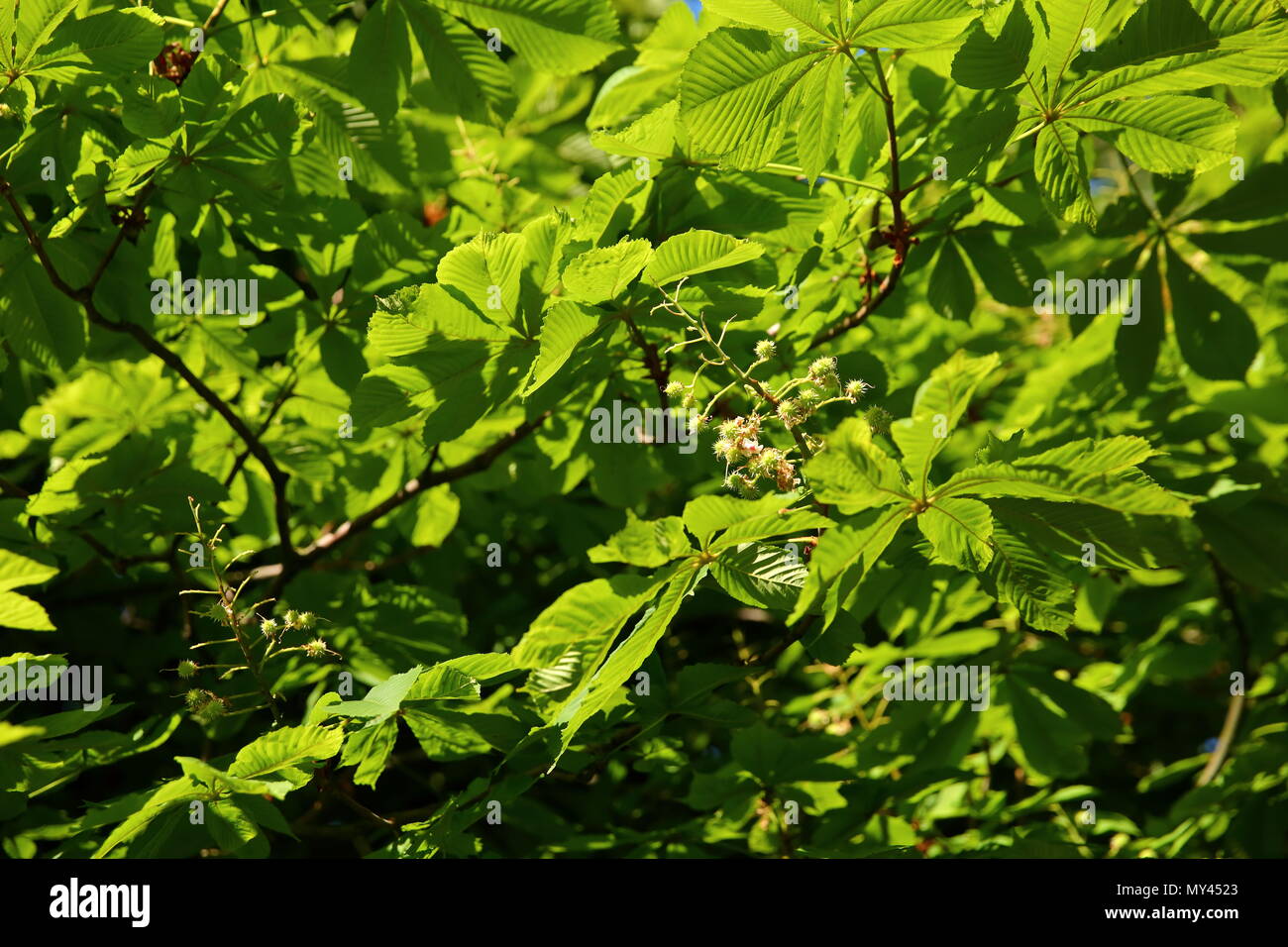 Chestnut is a deciduous tree with interesting leaves in the shape of a ...