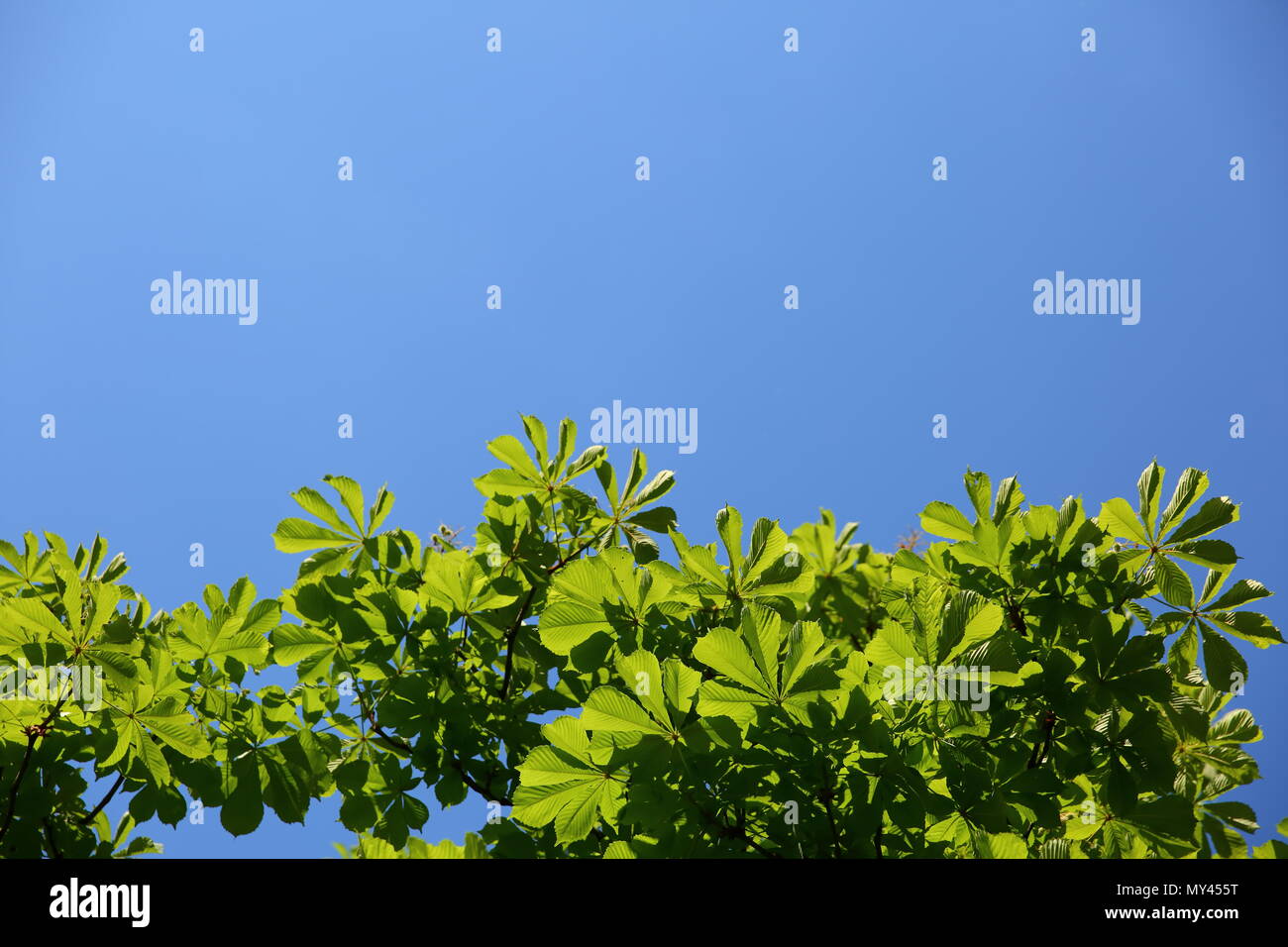 Chestnut is a deciduous tree with interesting leaves in the shape of a ...