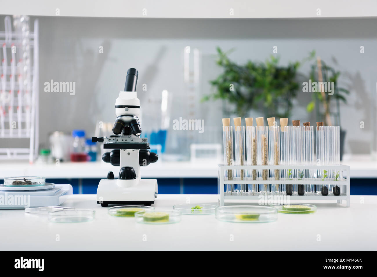 Scientific tools and plants at workplace in modern biological ...