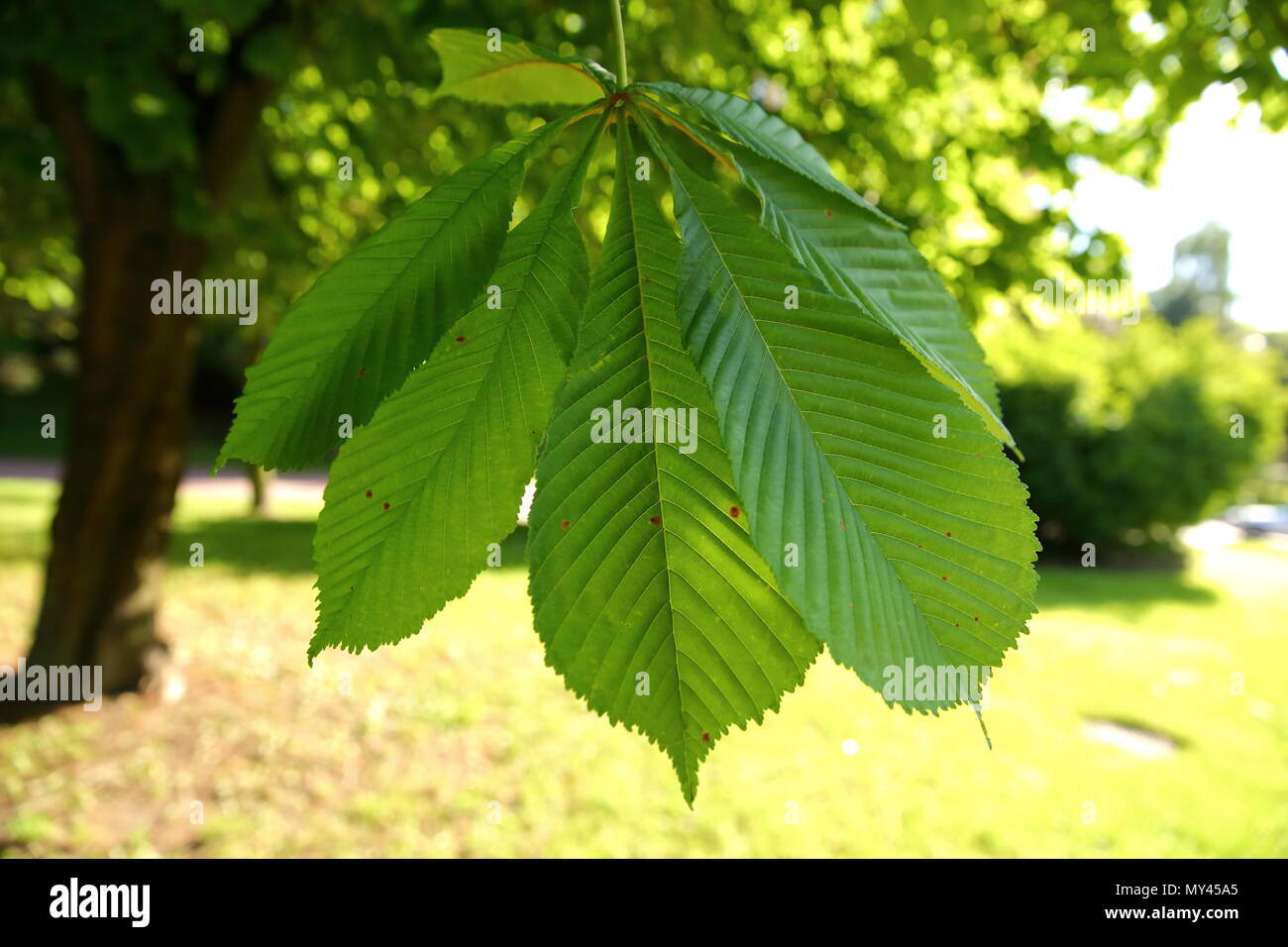 Chestnut is a deciduous tree with interesting leaves in the shape of a ...