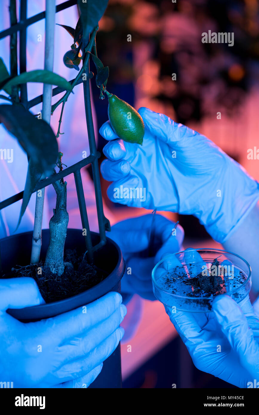 Scientists at botanical laboratory during work Stock Photo - Alamy