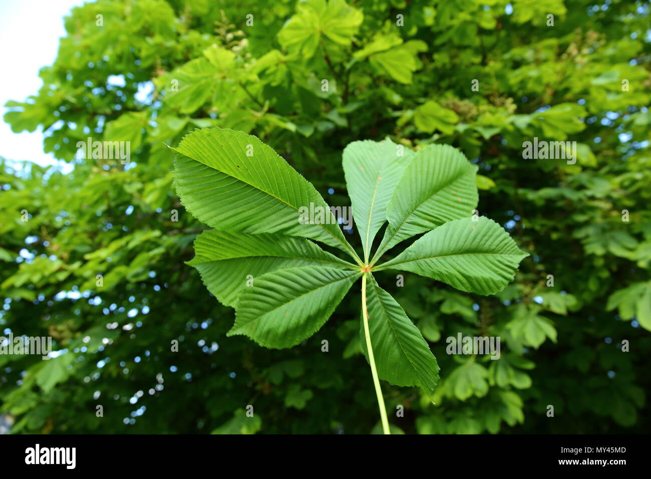 Chestnut is a deciduous tree with interesting leaves in the shape of a ...