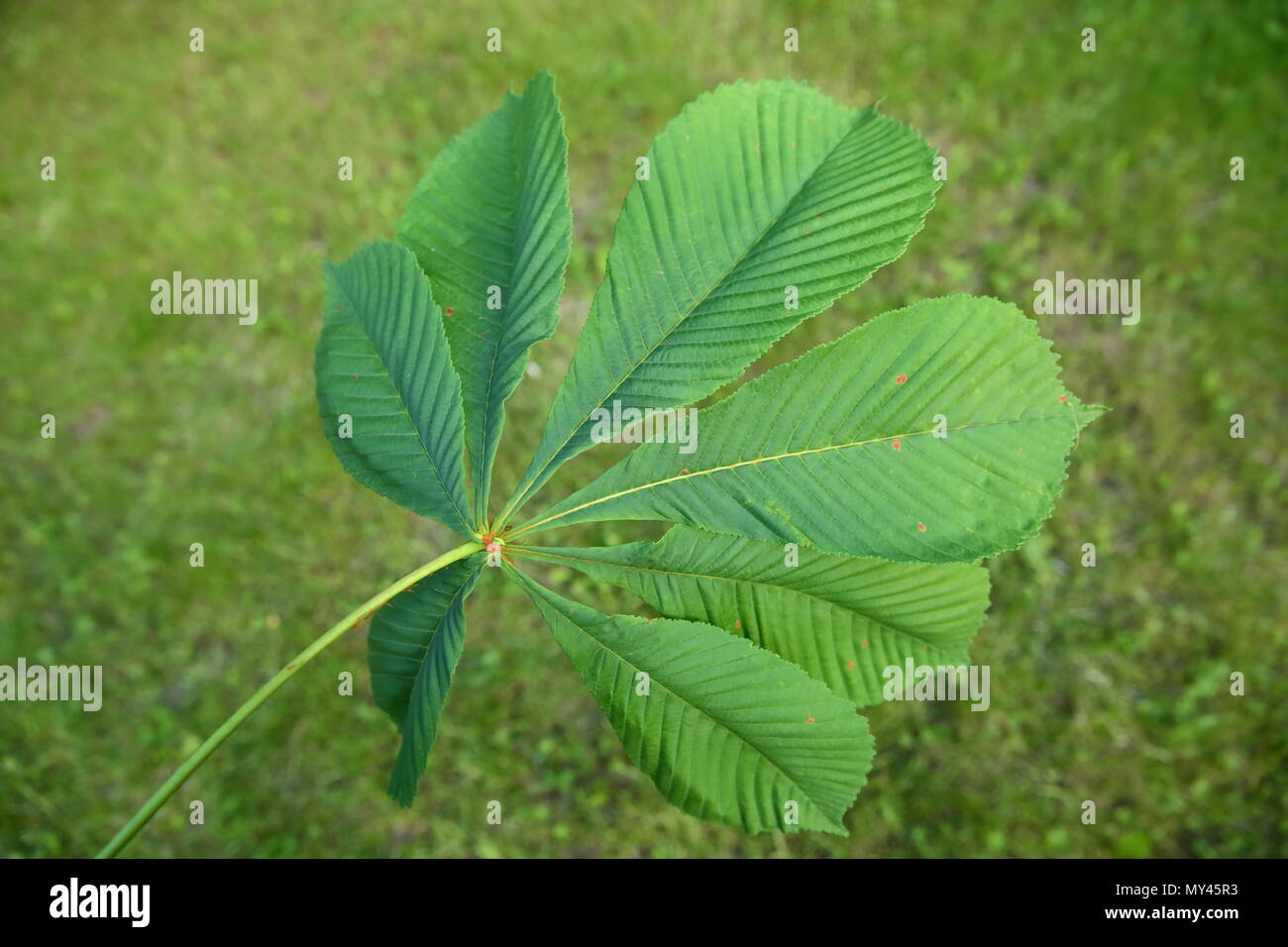 Chestnut is a deciduous tree with interesting leaves in the shape of a ...