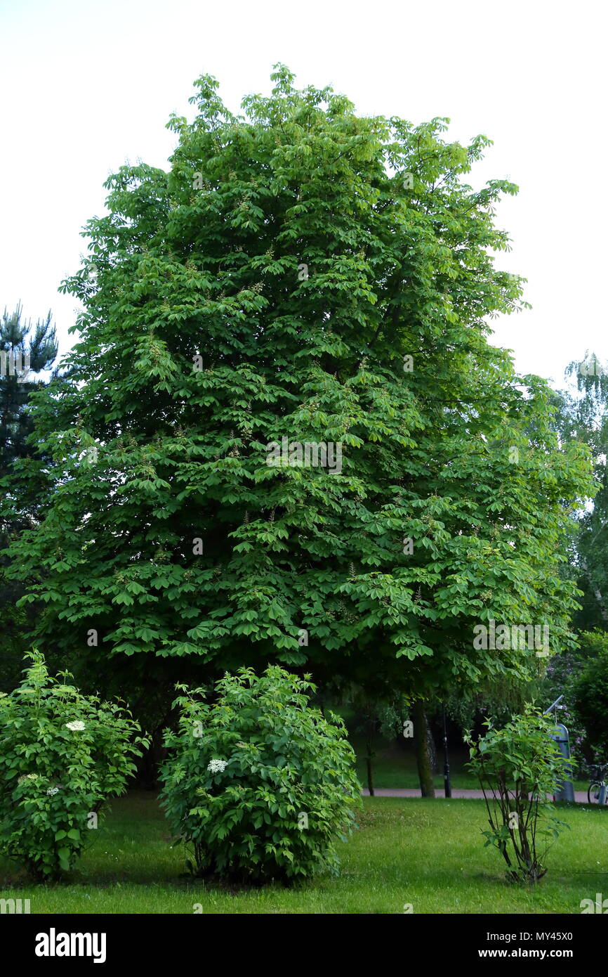Chestnut is a deciduous tree with interesting leaves in the shape of a ...