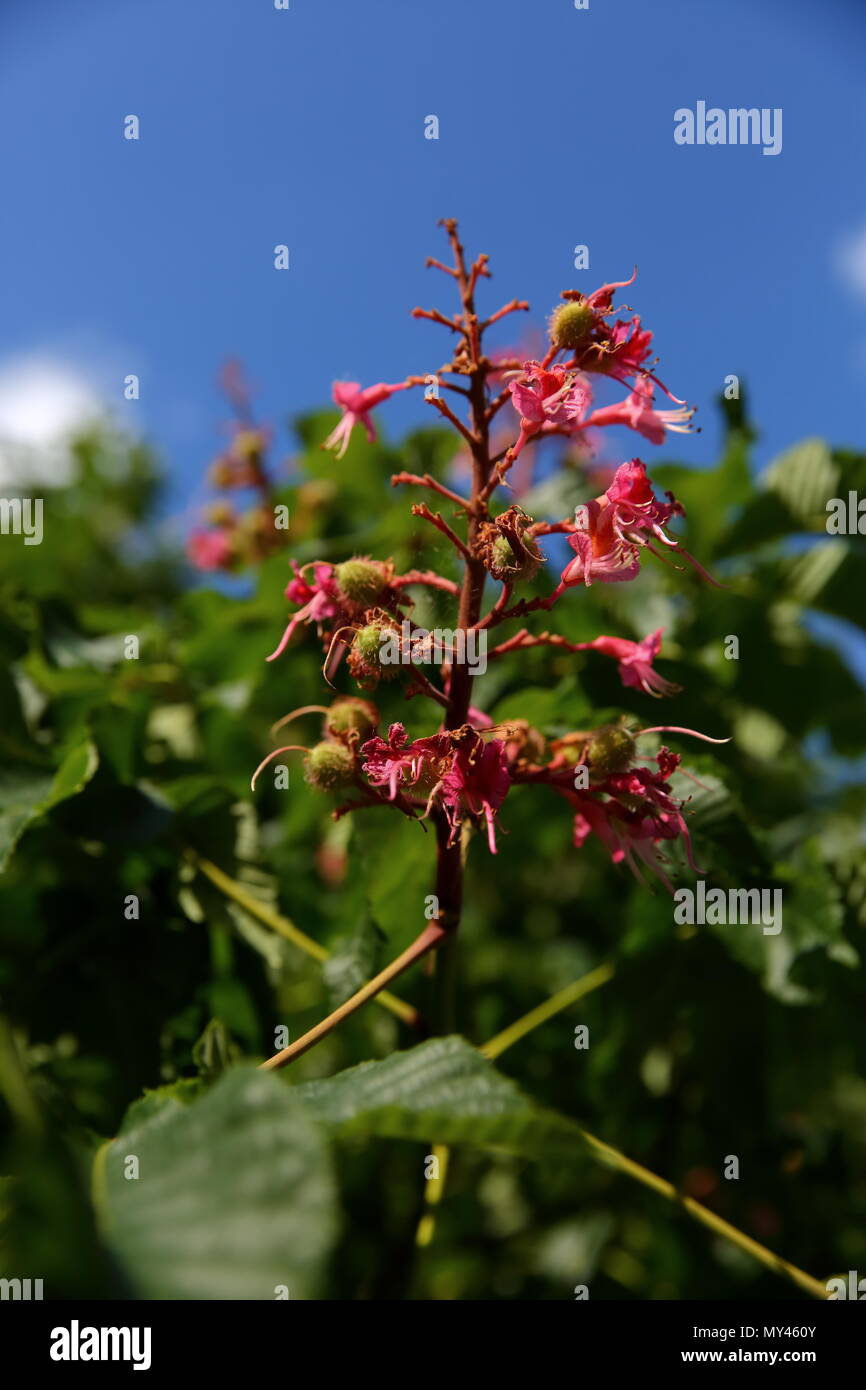 Chestnut is a deciduous tree with interesting leaves in the shape of a ...