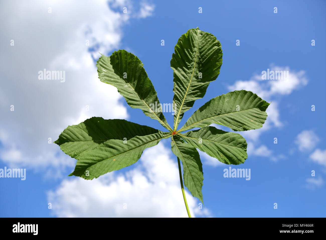 Chestnut is a deciduous tree with interesting leaves in the shape of a ...