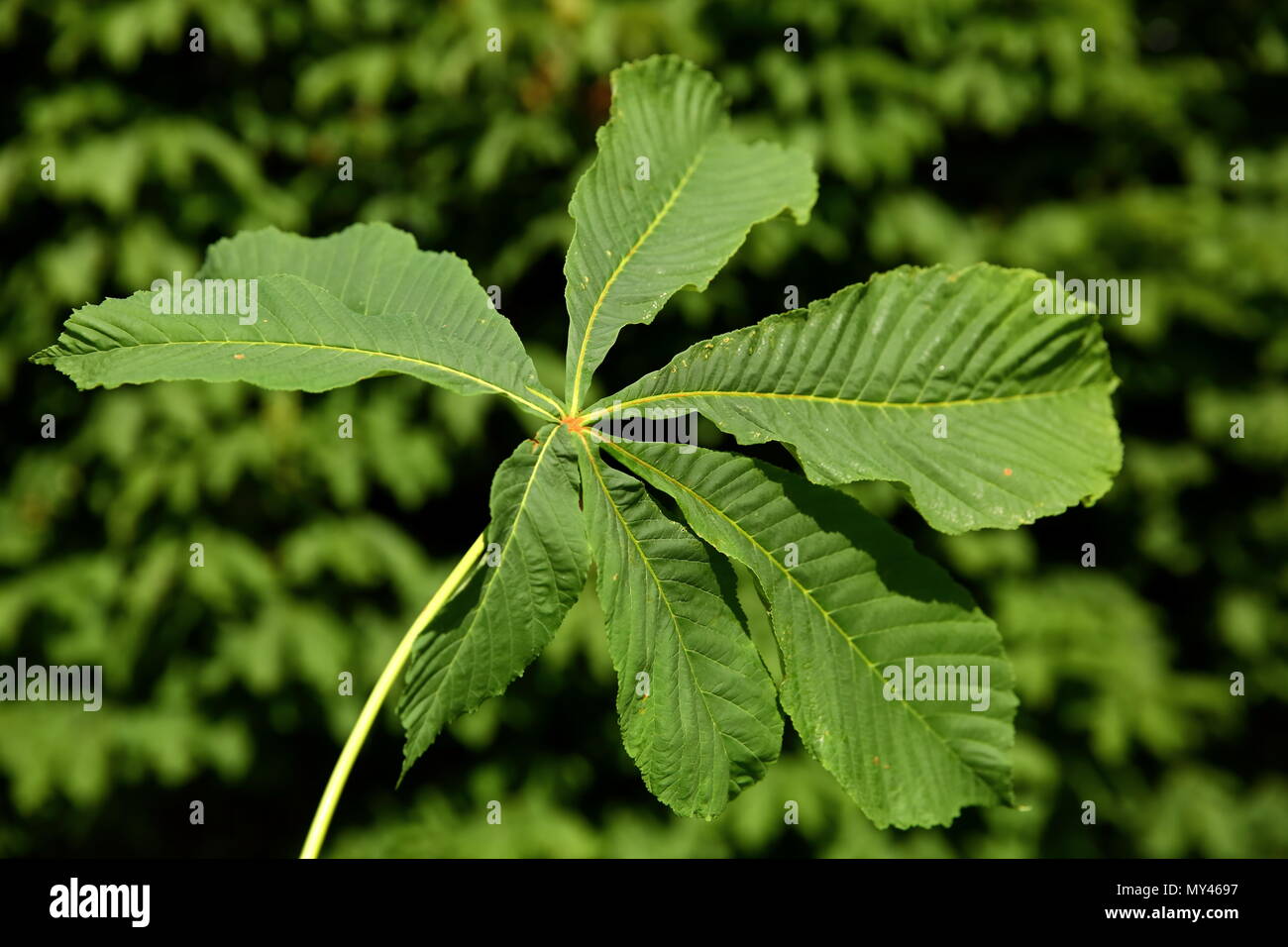 Chestnut is a deciduous tree with interesting leaves in the shape of a ...