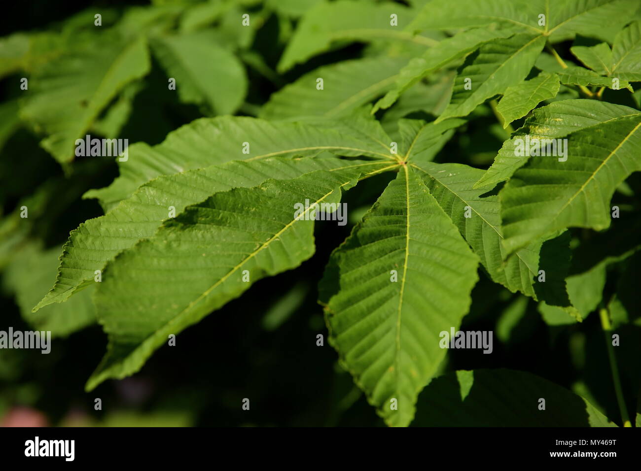 Chestnut is a deciduous tree with interesting leaves in the shape of a ...