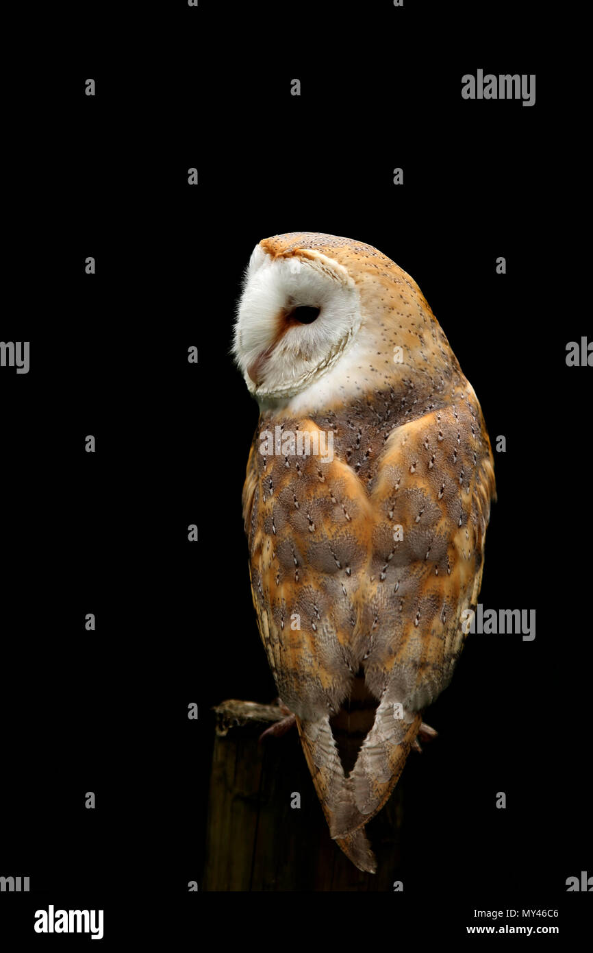 Barn owl feather detail hi-res stock photography and images - Alamy
