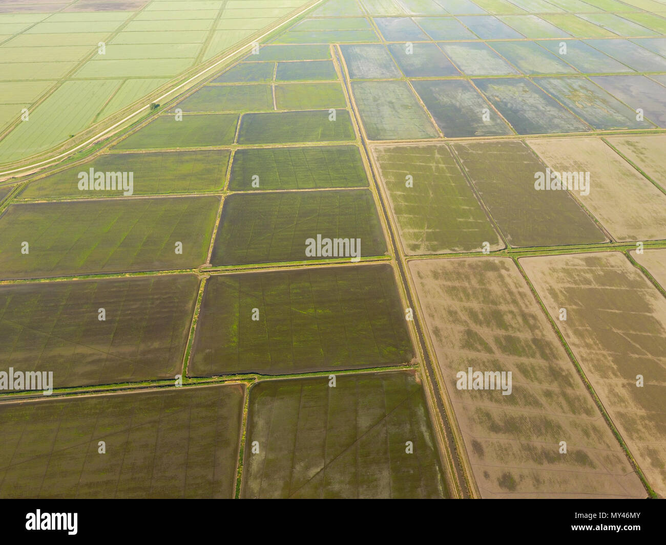 The rice fields are flooded with water. Flooded rice paddies. Agronomic ...