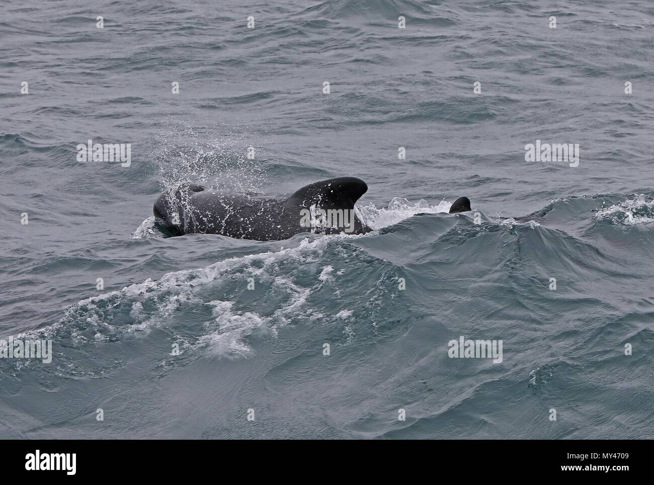 Baby pilot whale hi-res stock photography and images - Alamy