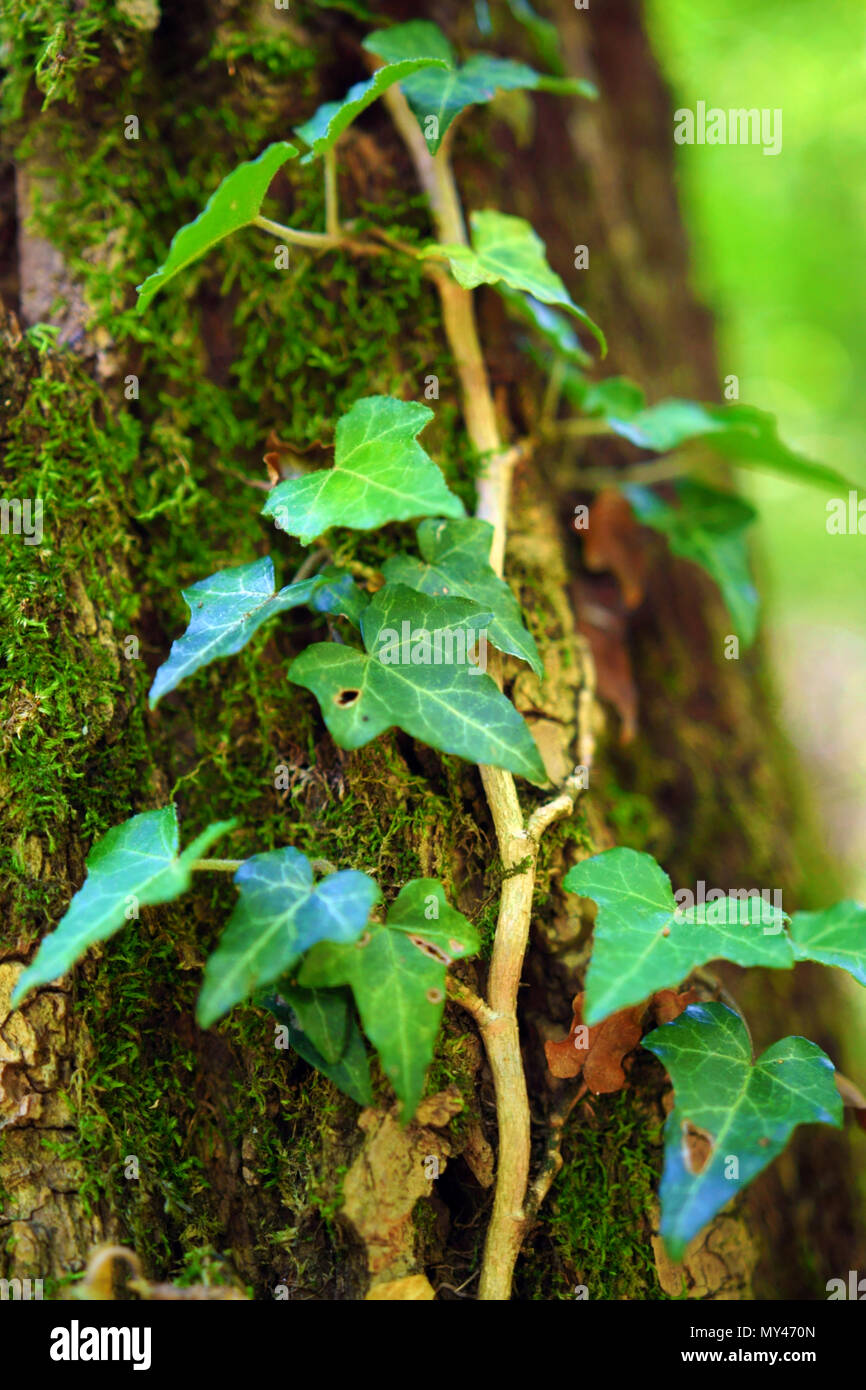 Tree vines hi-res stock photography and images - Alamy