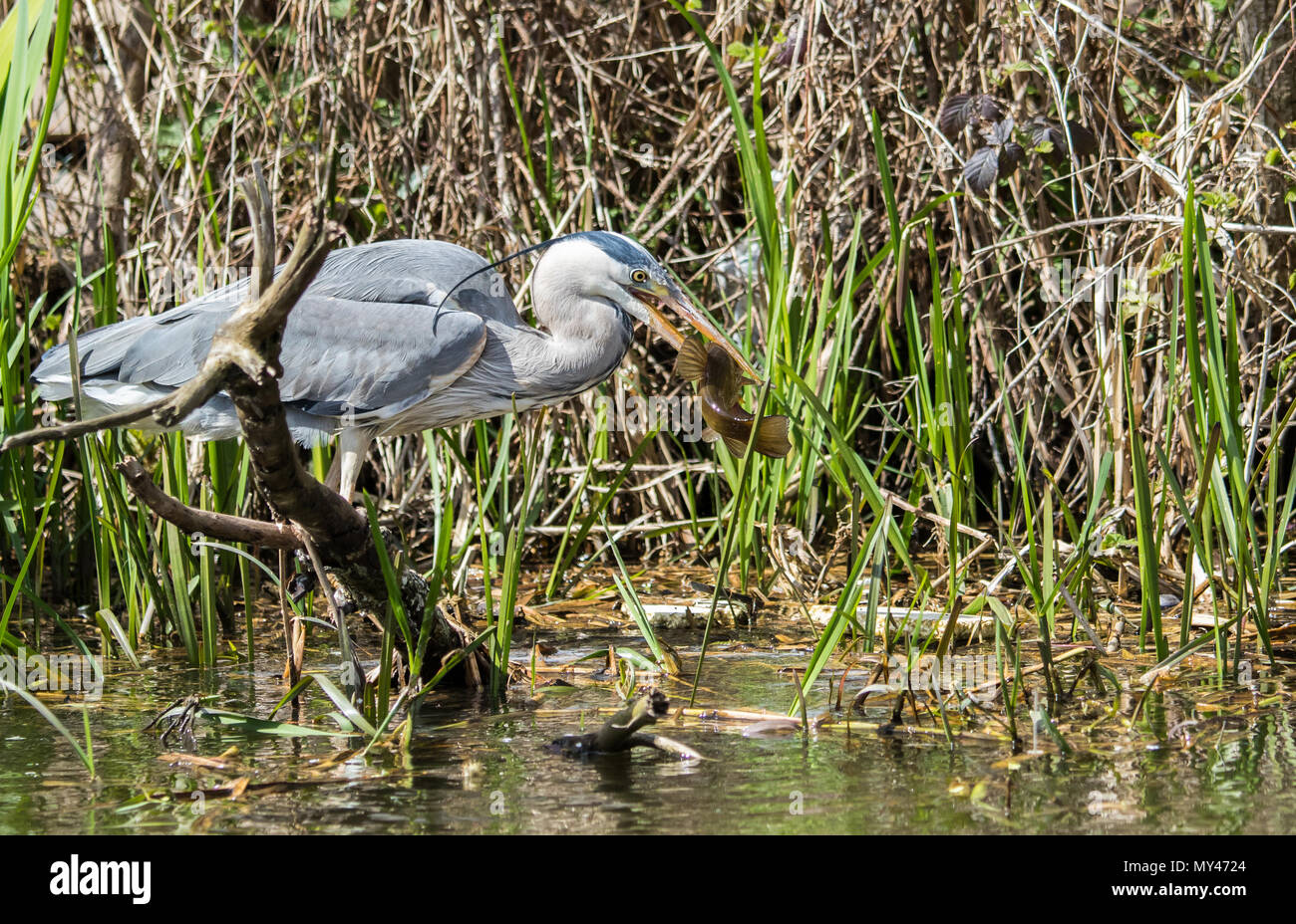 A hungry grey heron catching a fish, wriggling in its bill, and lifting ...