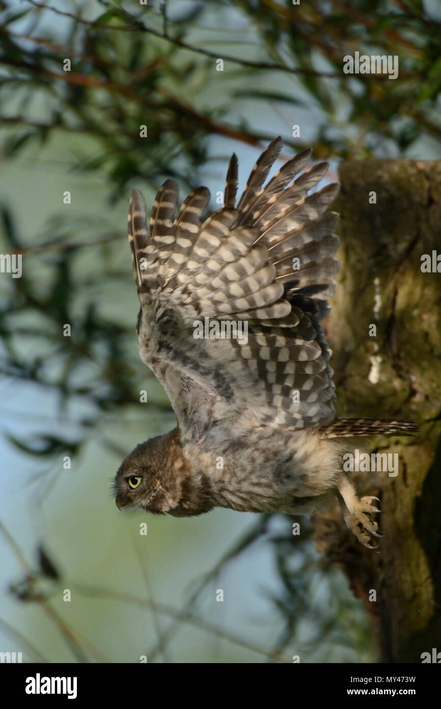 Little Owl / Steinkauz ( Athene noctua ), young adolescent, fledgling ...