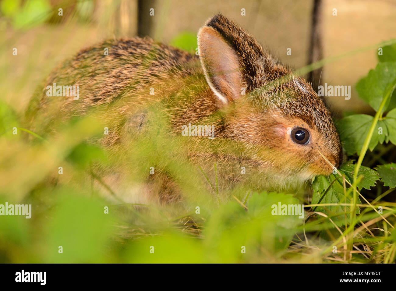 Baby animals eating hi-res stock photography and images - Alamy