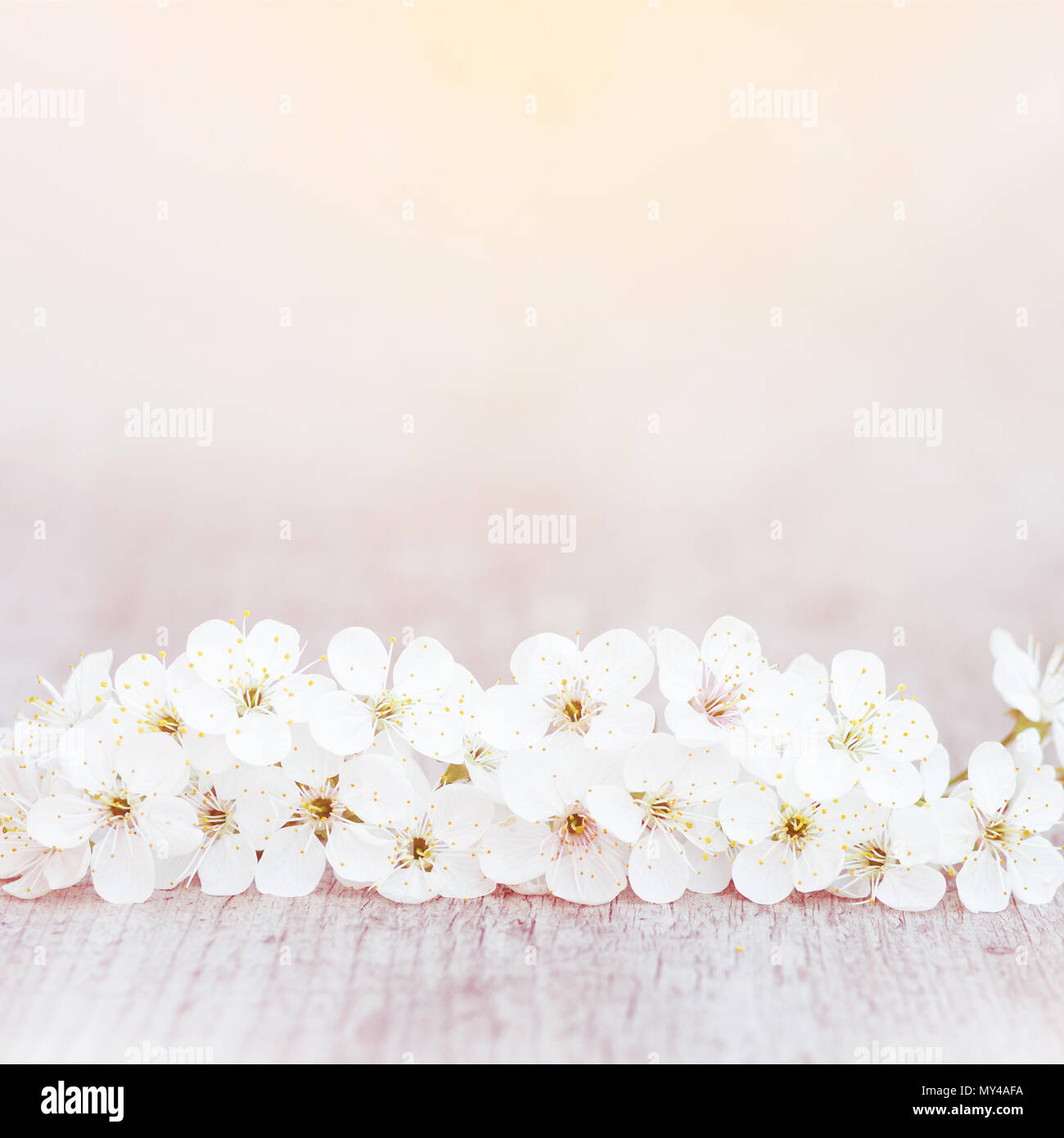 Border made of blossoming cherry flowers. Background in pastel colors ...