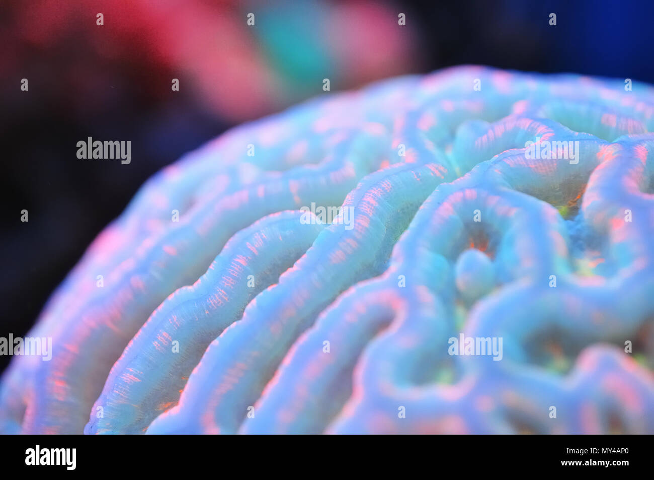 Wild Rainbow Brain coral shines with it's iridescent colors Stock Photo ...