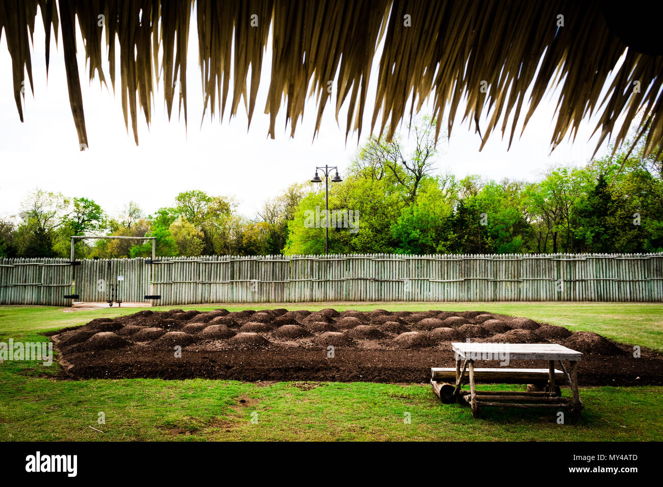 Corn squash beans three sisters hi-res stock photography and images - Alamy
