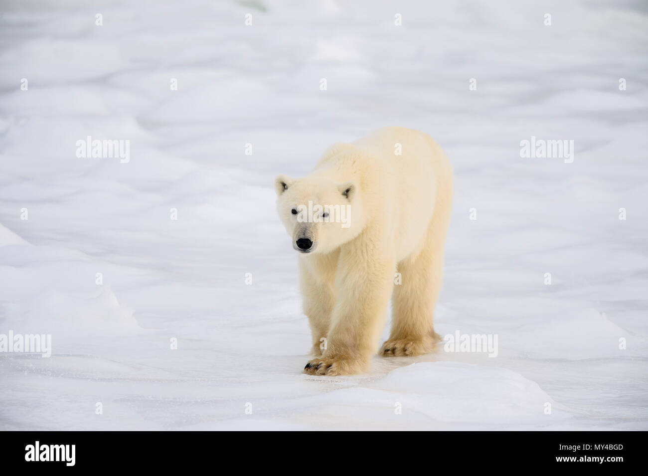 Polar Bear (Ursus maritimus) Wandering Hudson Bay coast waiting for sea ...