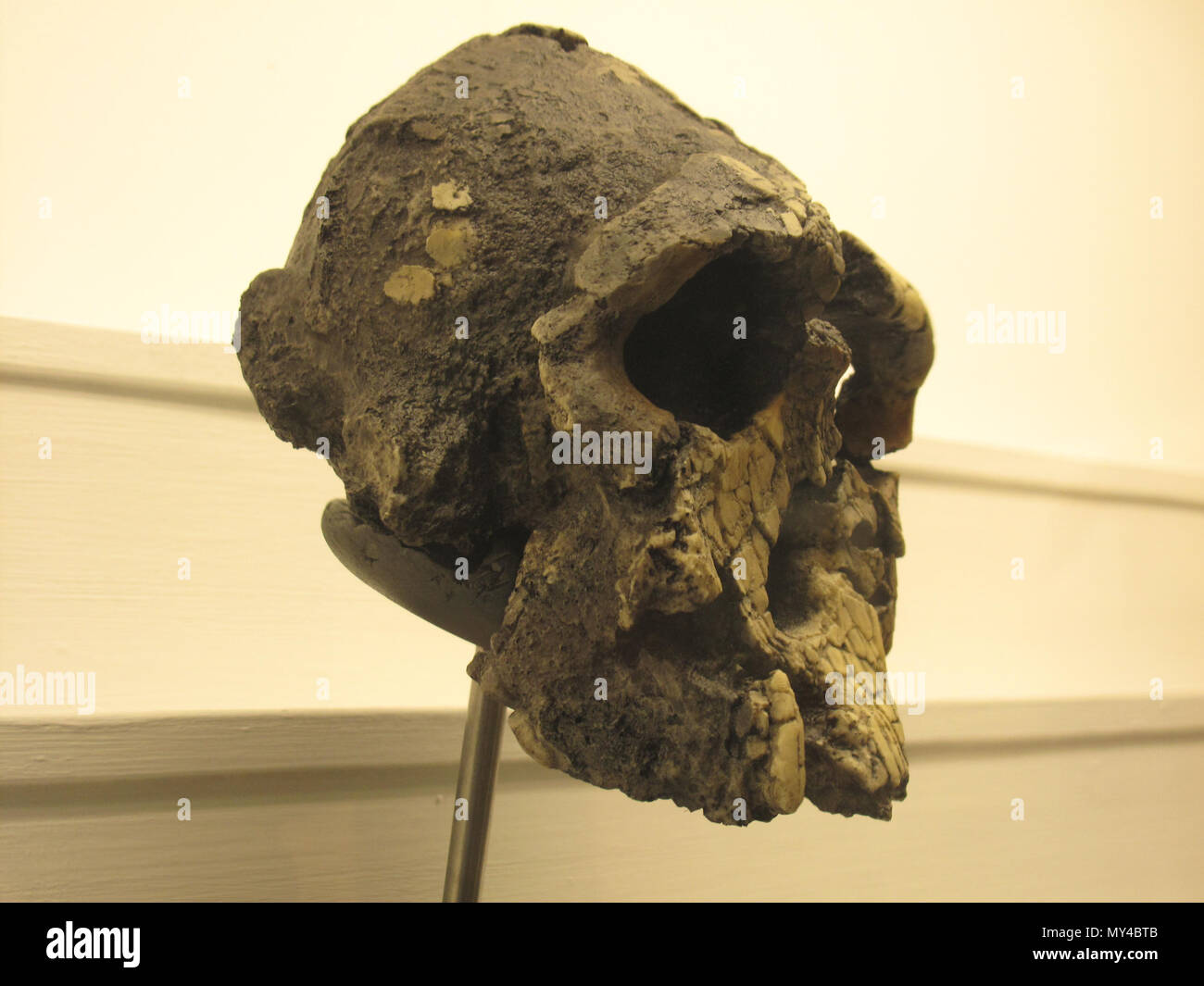 Evolutionary lineage hi-res stock photography and images - Alamy