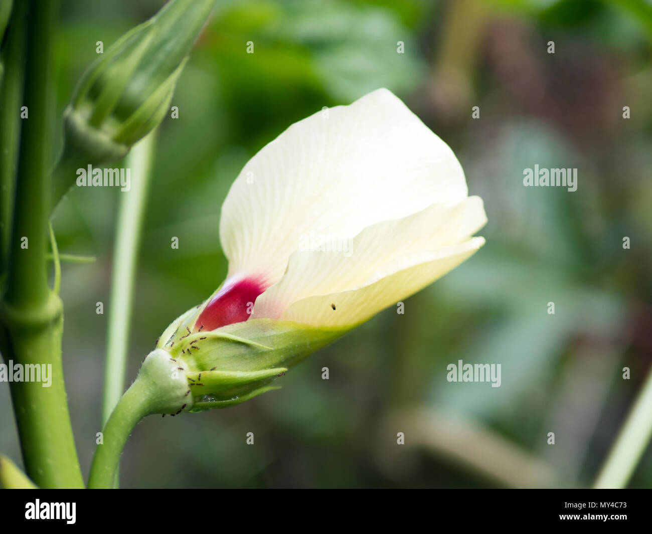 Lady finger and lady finger flower hi-res stock photography and images ...