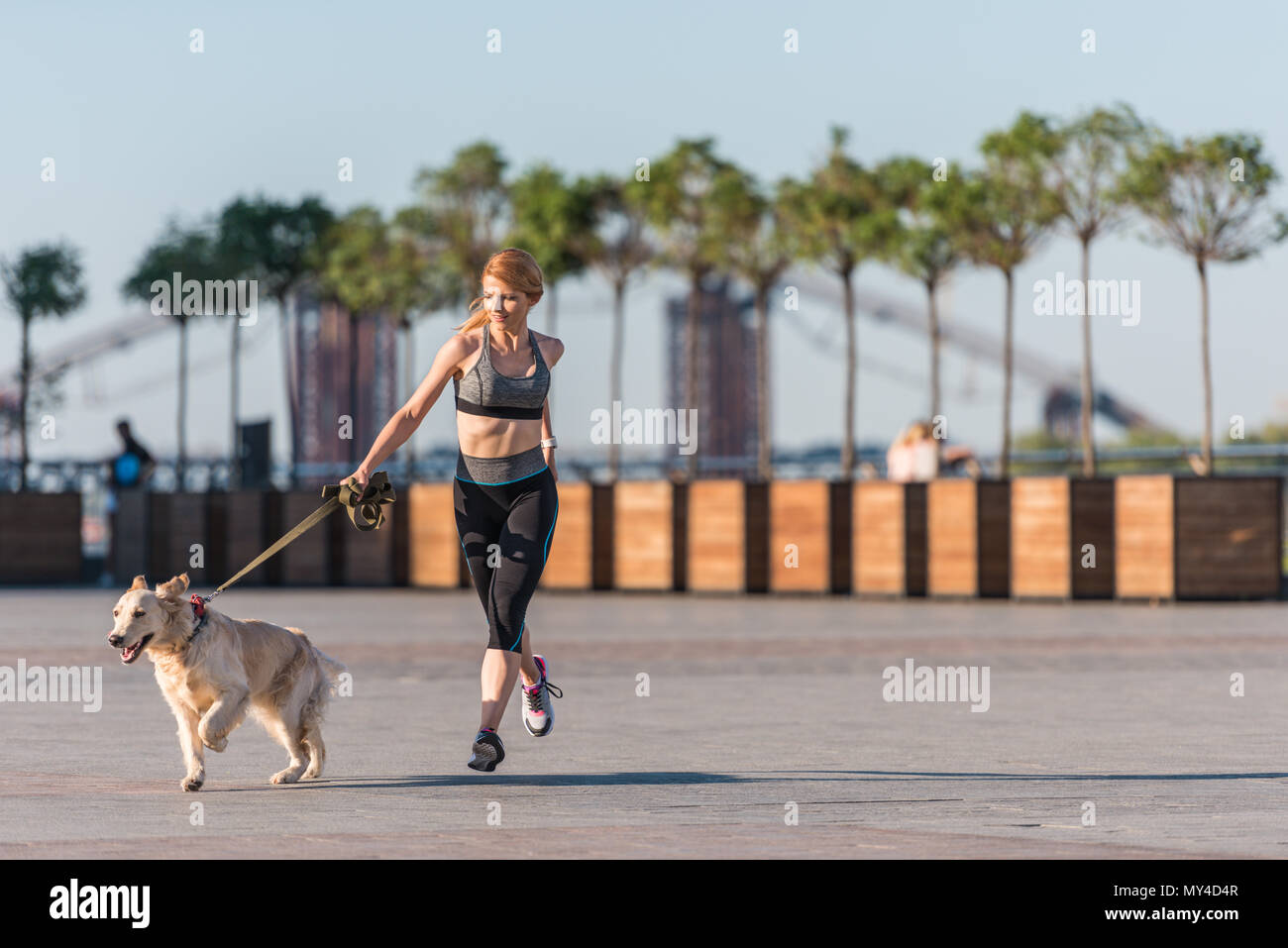 athletic sportswoman jogging with golden retriever dog in city at ...